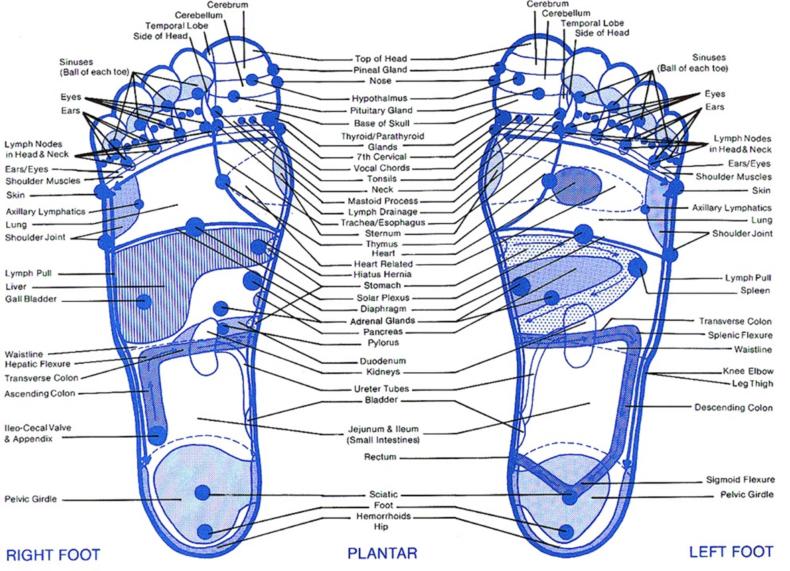 31 Printable Foot Reflexology Charts & Maps ᐅ TemplateLab
