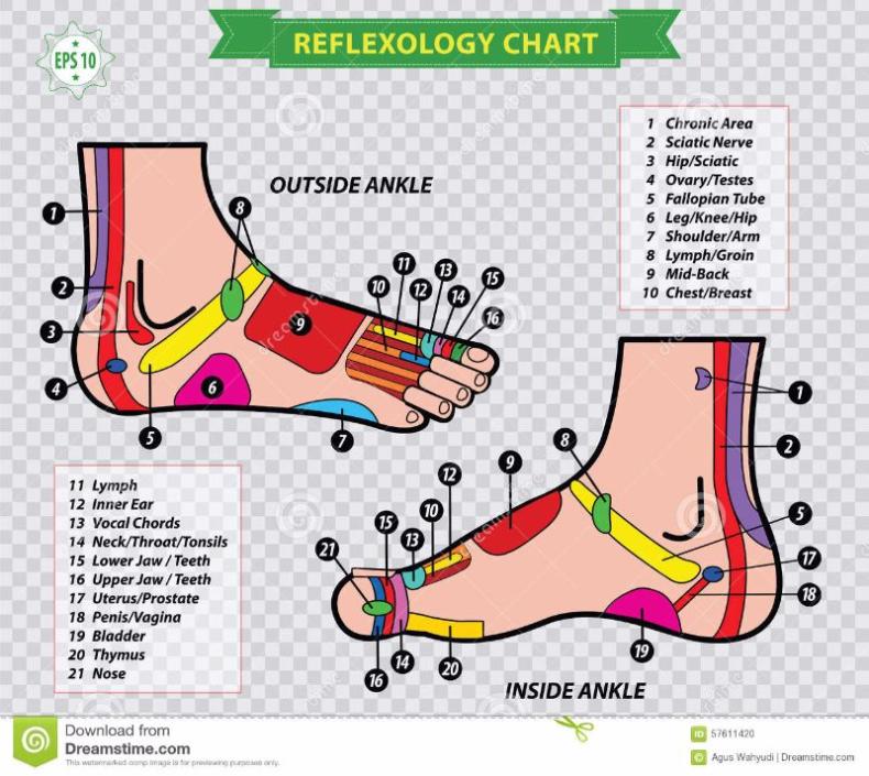 31 Printable Foot Reflexology Charts & Maps ᐅ TemplateLab