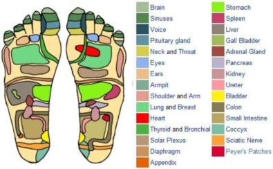 31 Printable Foot Reflexology Charts & Maps ᐅ TemplateLab