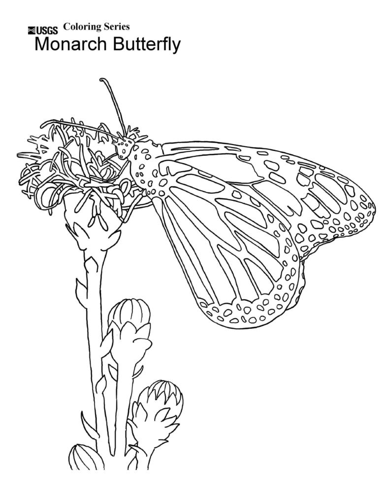 50 Printable & Cut Out Butterfly Templates 🦋 ᐅ TemplateLab