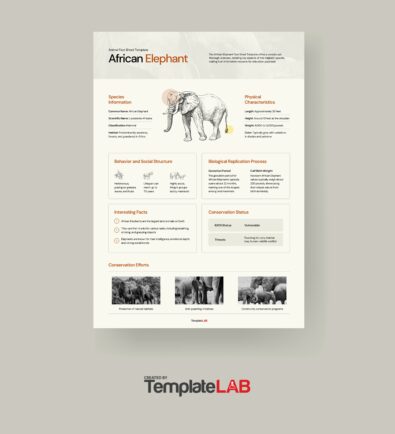30+ Beautiful Fact Sheet Templates, Examples and Designs
